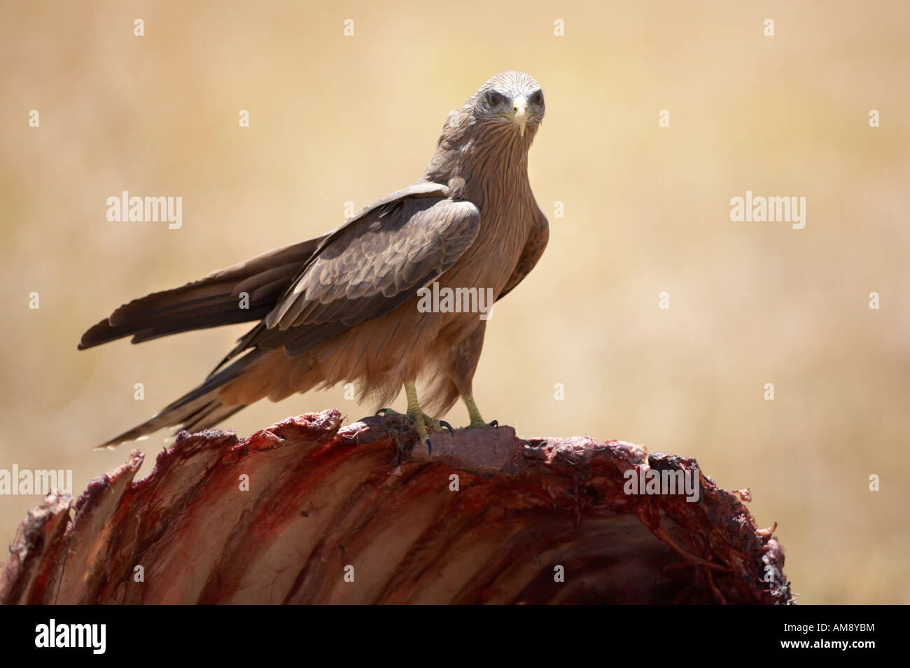 Black Kite (Milvus migrans parasitus) scavenging from Zebra carcass ...