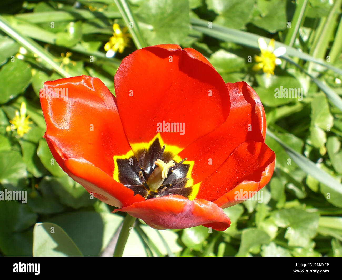 Large red Tulip flower Stock Photo - Alamy