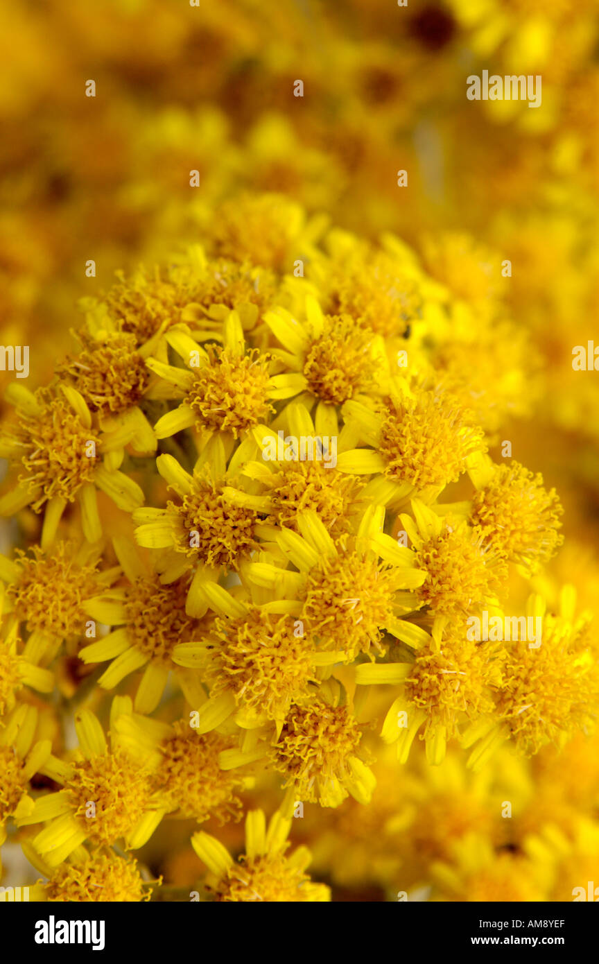 Solidaster hi-res stock photography and images - Alamy