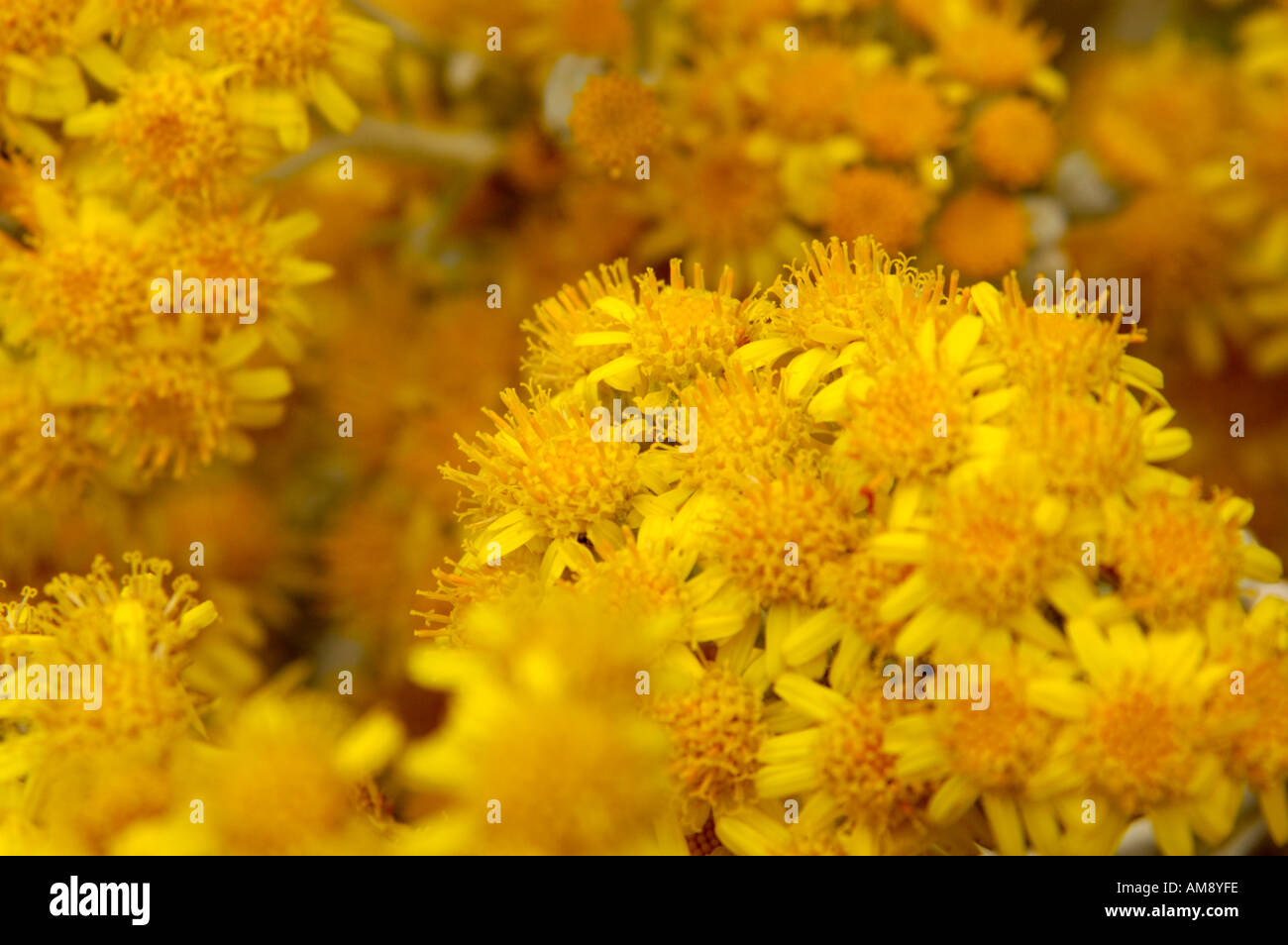 Solidaster hi-res stock photography and images - Alamy