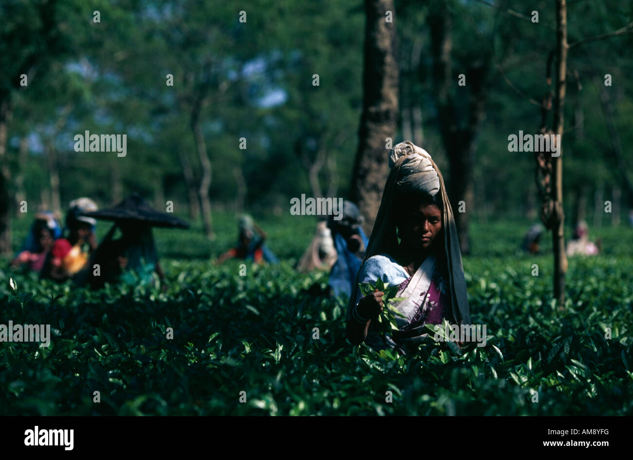 Tea pickers at the Ethelwold Tea Estate factory near Dibrugarh, Assam ...