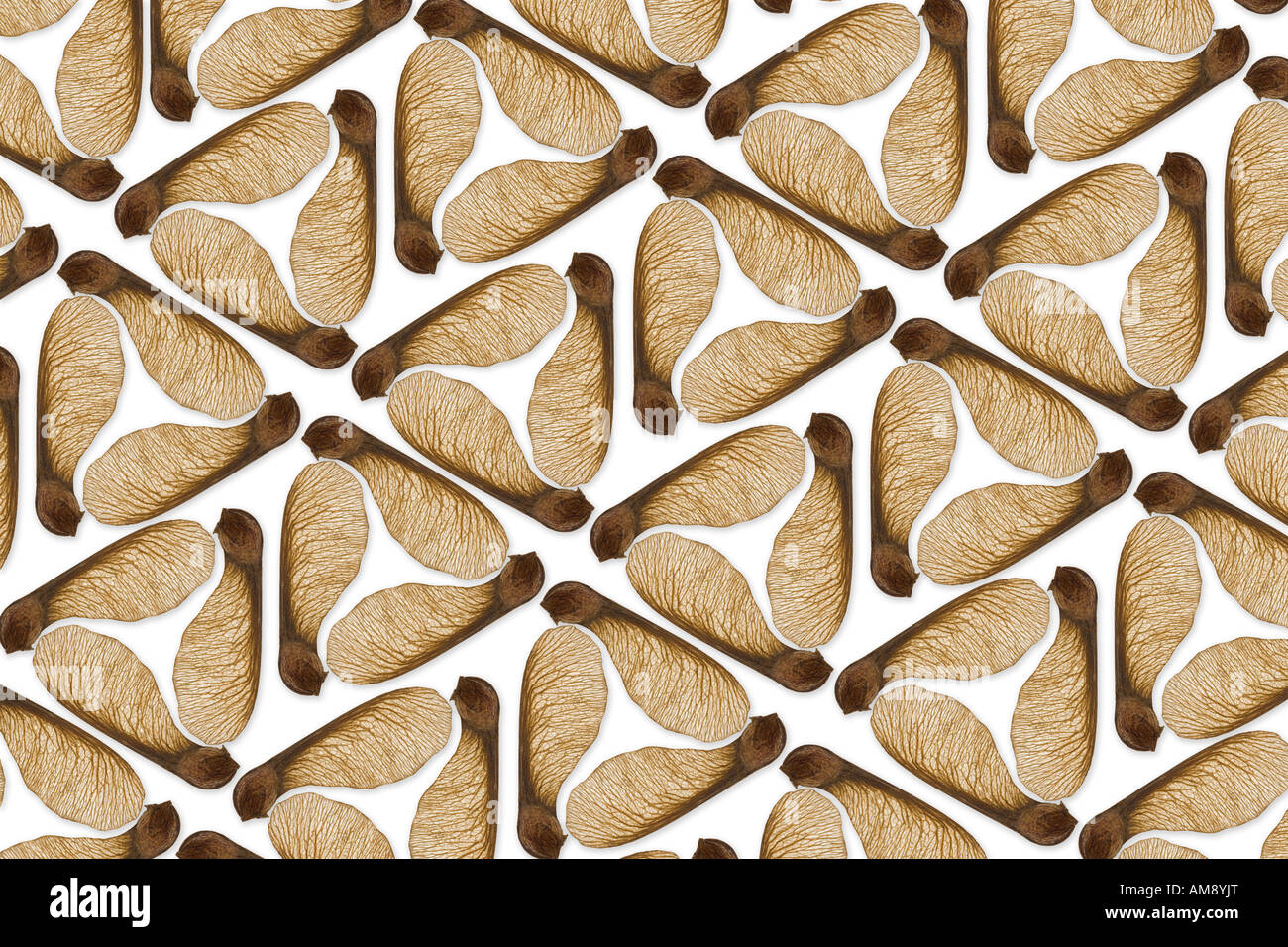 A graphic arrangement made with Maple seed winglike extensions (Acer sp ...
