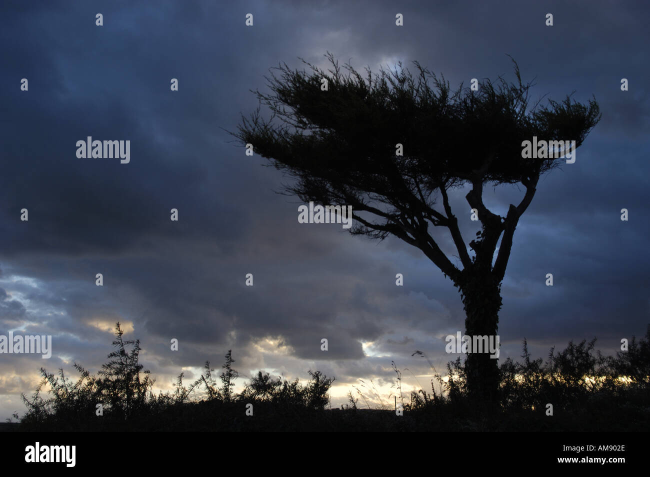 3289 Wind swept tree Stock Photo - Alamy