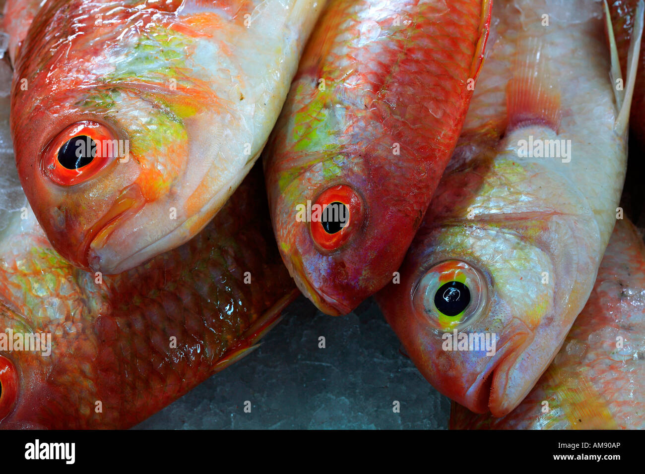 United Arab Emirates, Abu Dhabi, Saf Souf fishes on fish market array ...