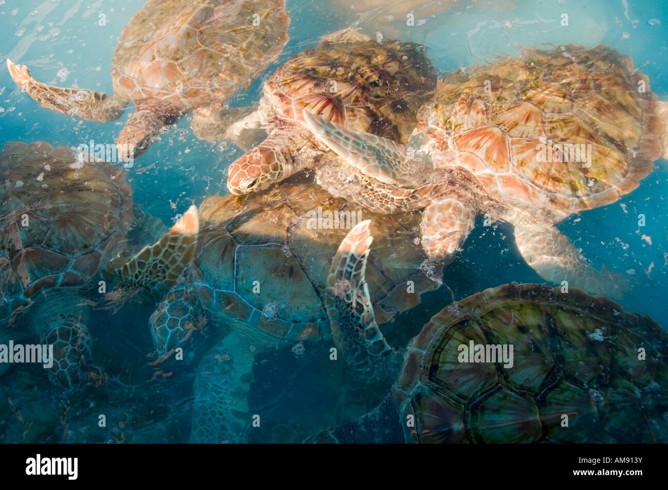 Group of turtles hi-res stock photography and images - Alamy