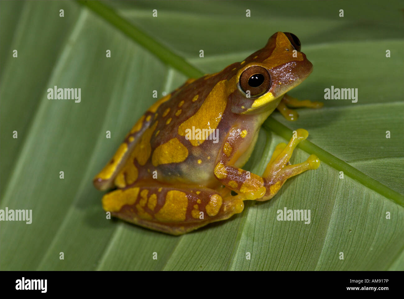 Hourglass Tree Frog Dendropsophus ebraccatus Costa Rica Stock Photo - Alamy