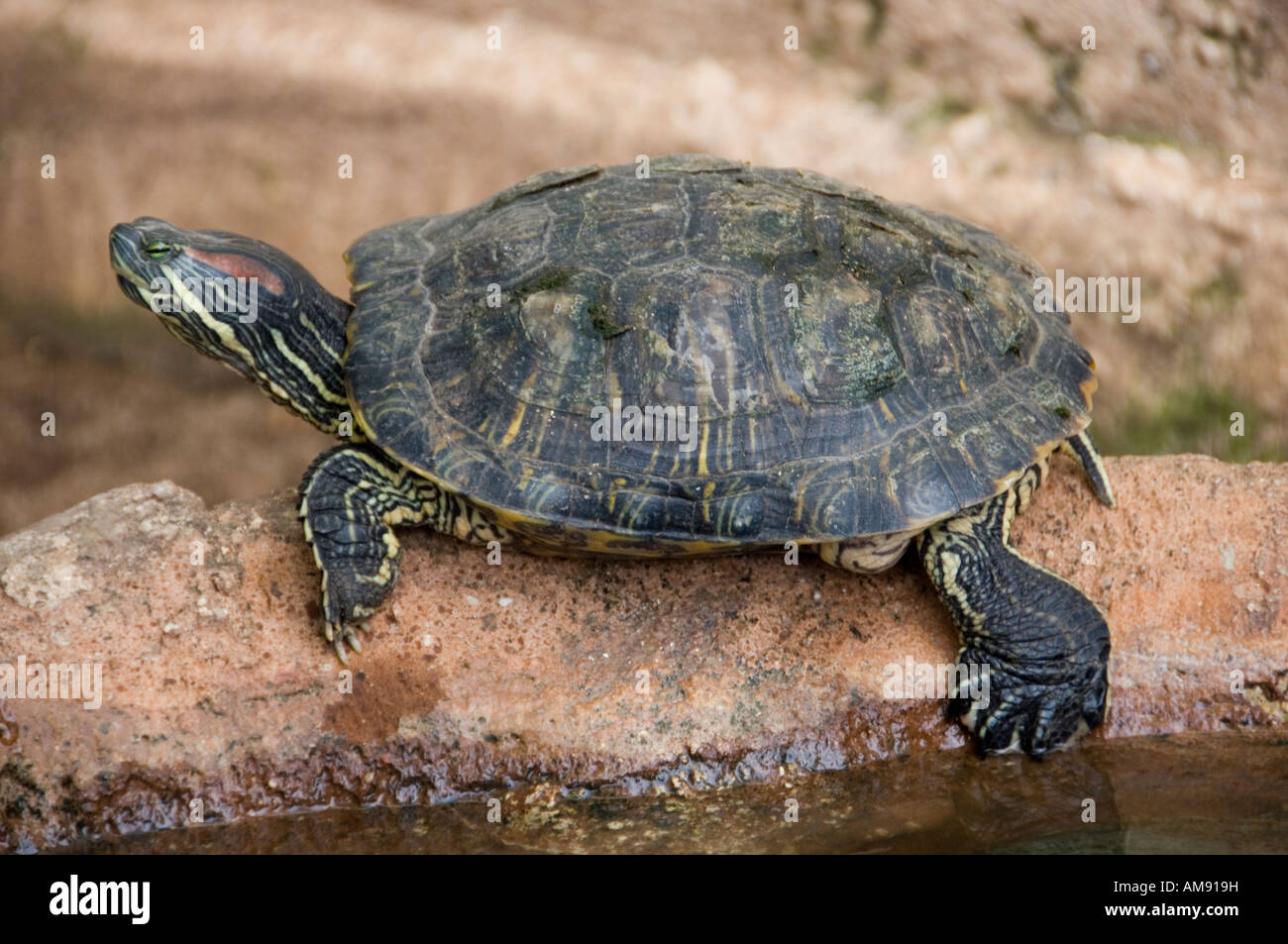 Terrapin on Rock Stock Photo - Alamy
