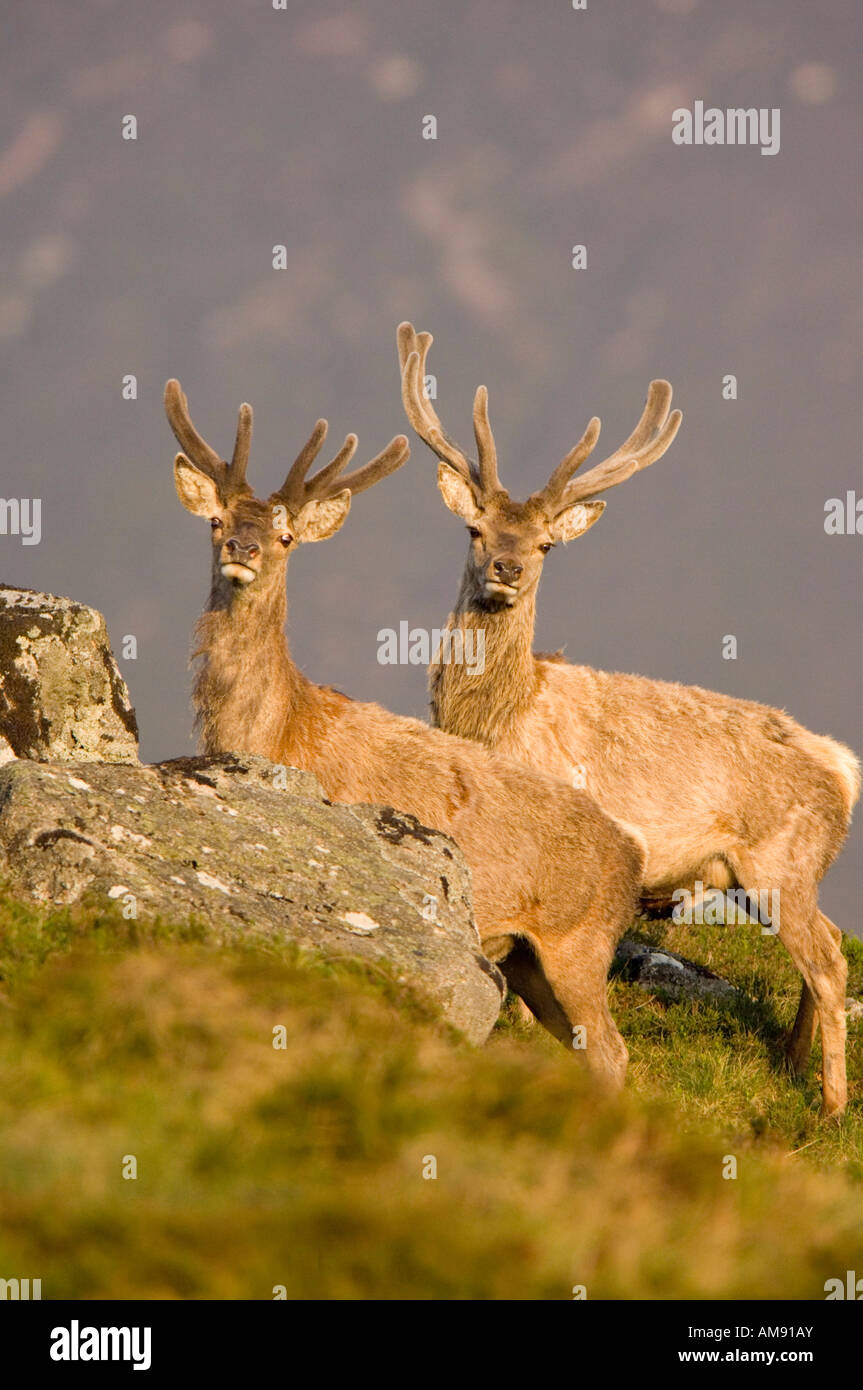 Bachelor group of stags hi-res stock photography and images - Alamy