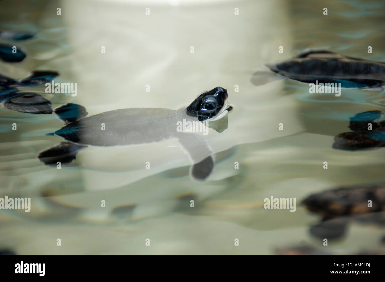 Baby sea turtle swimming hi-res stock photography and images - Alamy