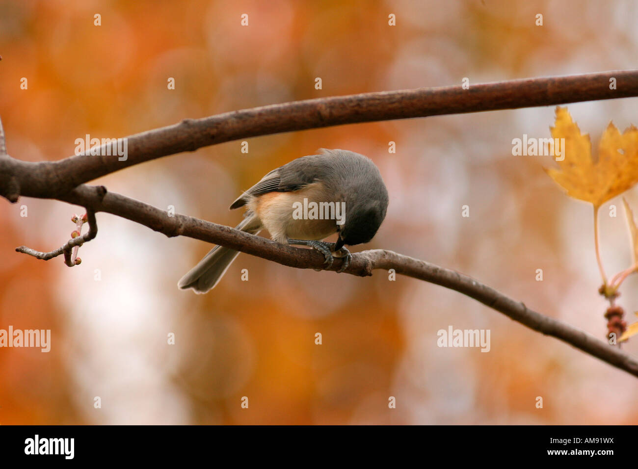 Seed cracking beak hi-res stock photography and images - Alamy