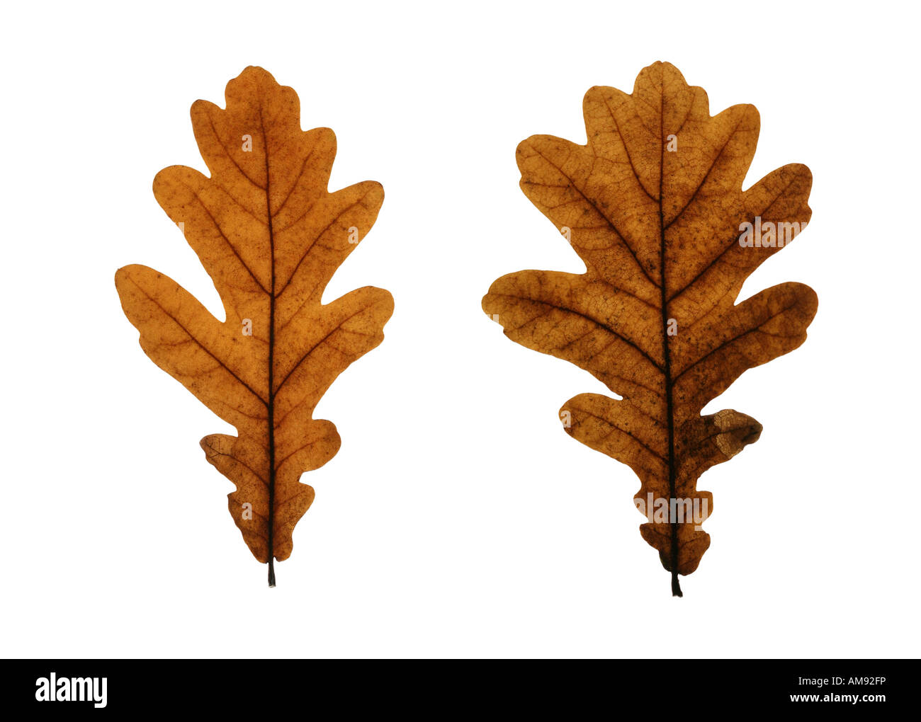 Two yellow leaves of pedunculate oak (Quercus robus) isolated on white ...