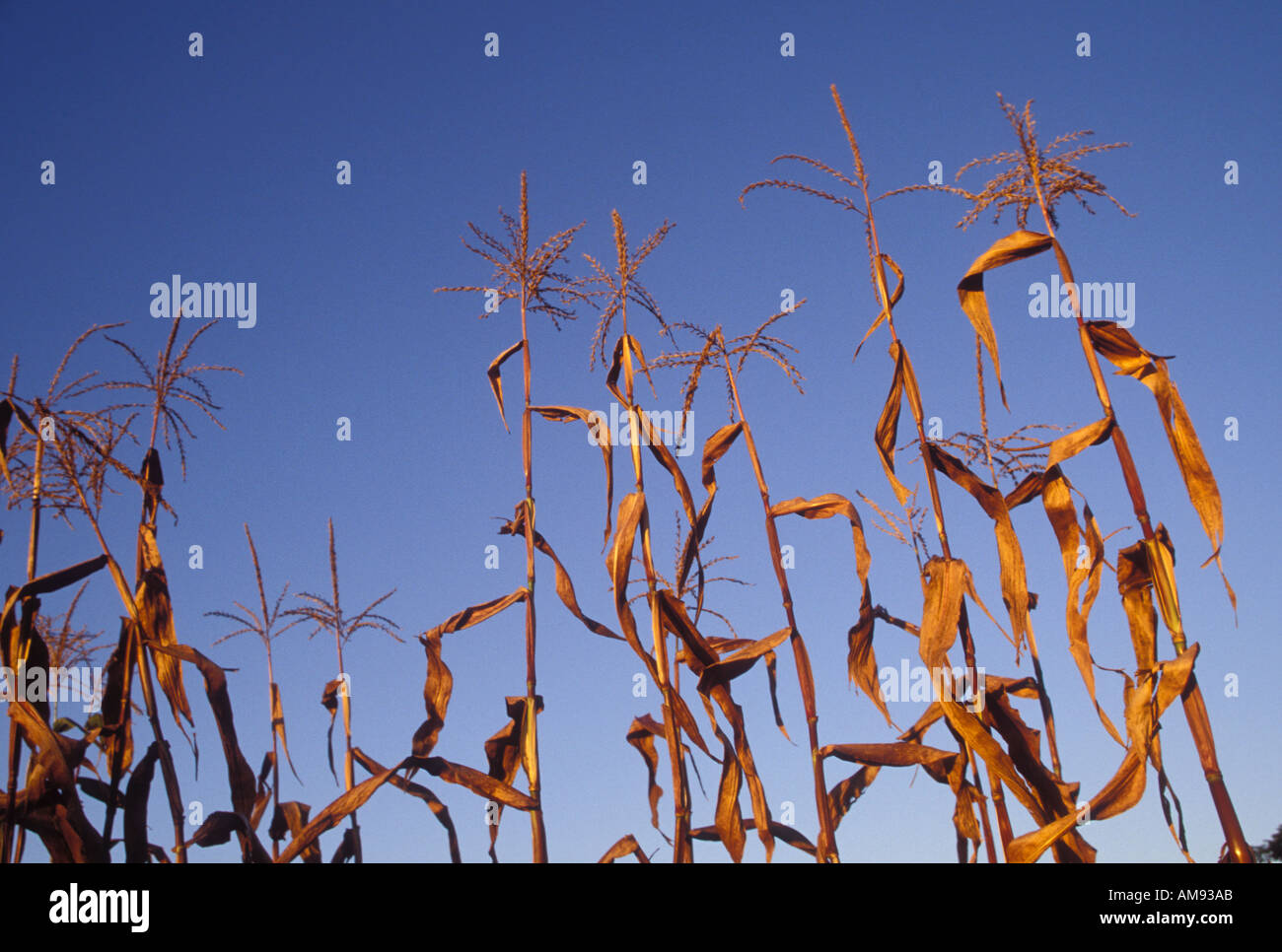 Dead corn field hi-res stock photography and images - Alamy