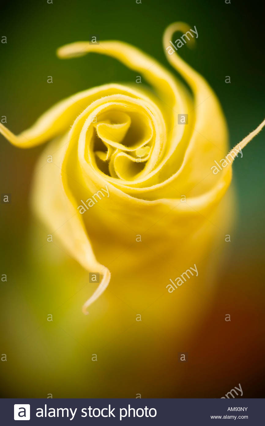 Curled Up Flower Stock Photos & Curled Up Flower Stock Images - Alamy