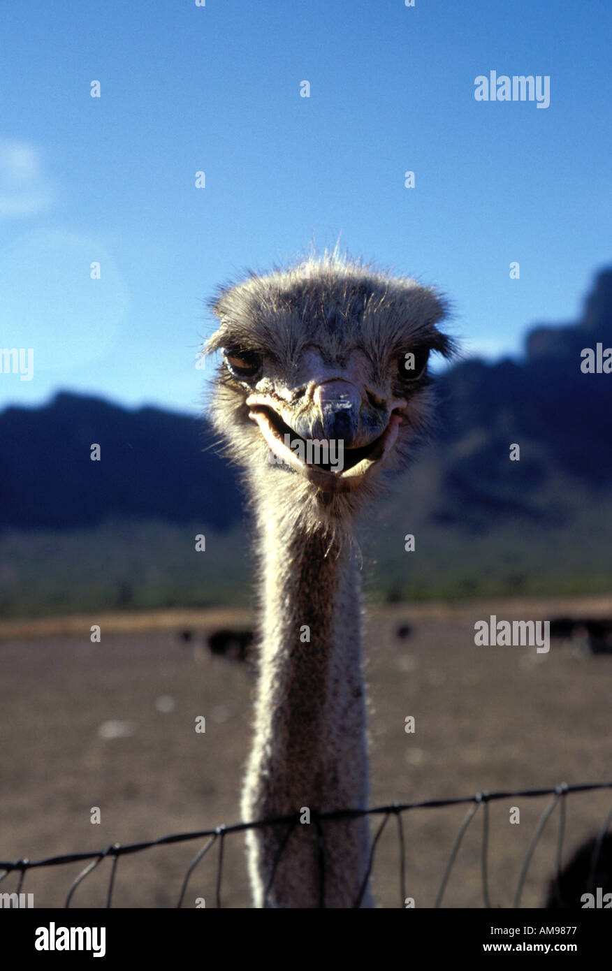 Ostrich smile hi-res stock photography and images - Alamy