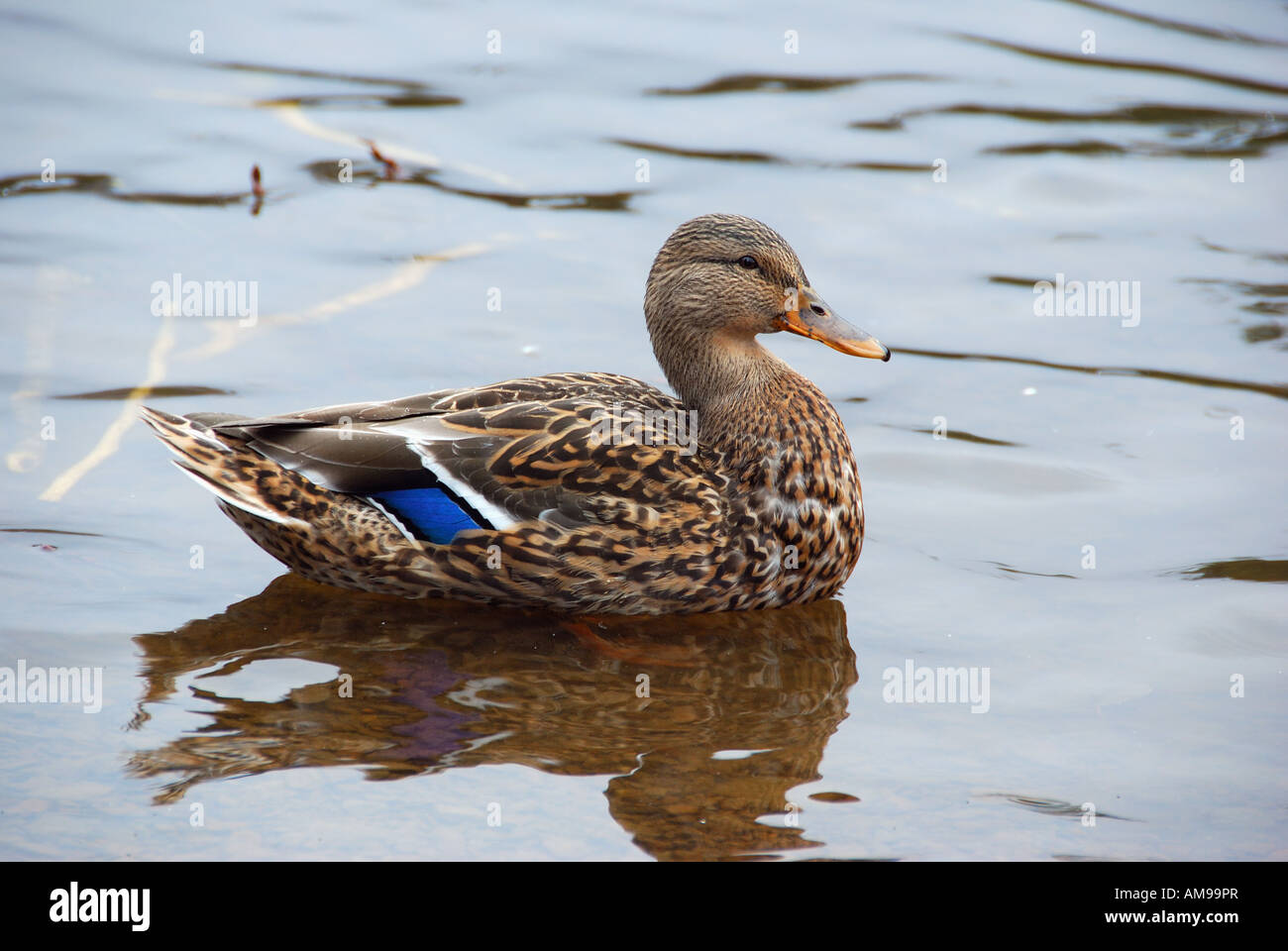 Female Mallard duck in the water Stock Photo - Alamy