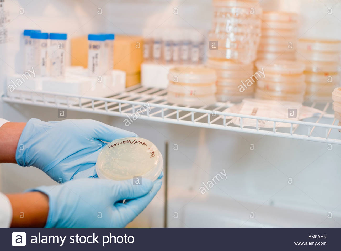 Laboratory Specimen Stock Photos & Laboratory Specimen Stock Images - Alamy