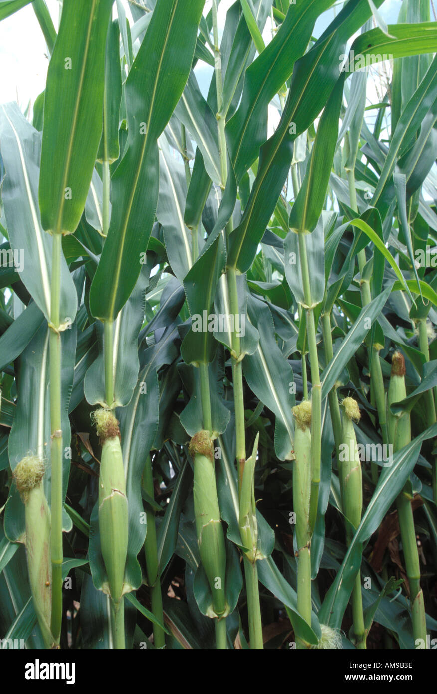 Stalks field corn growing hi-res stock photography and images - Alamy