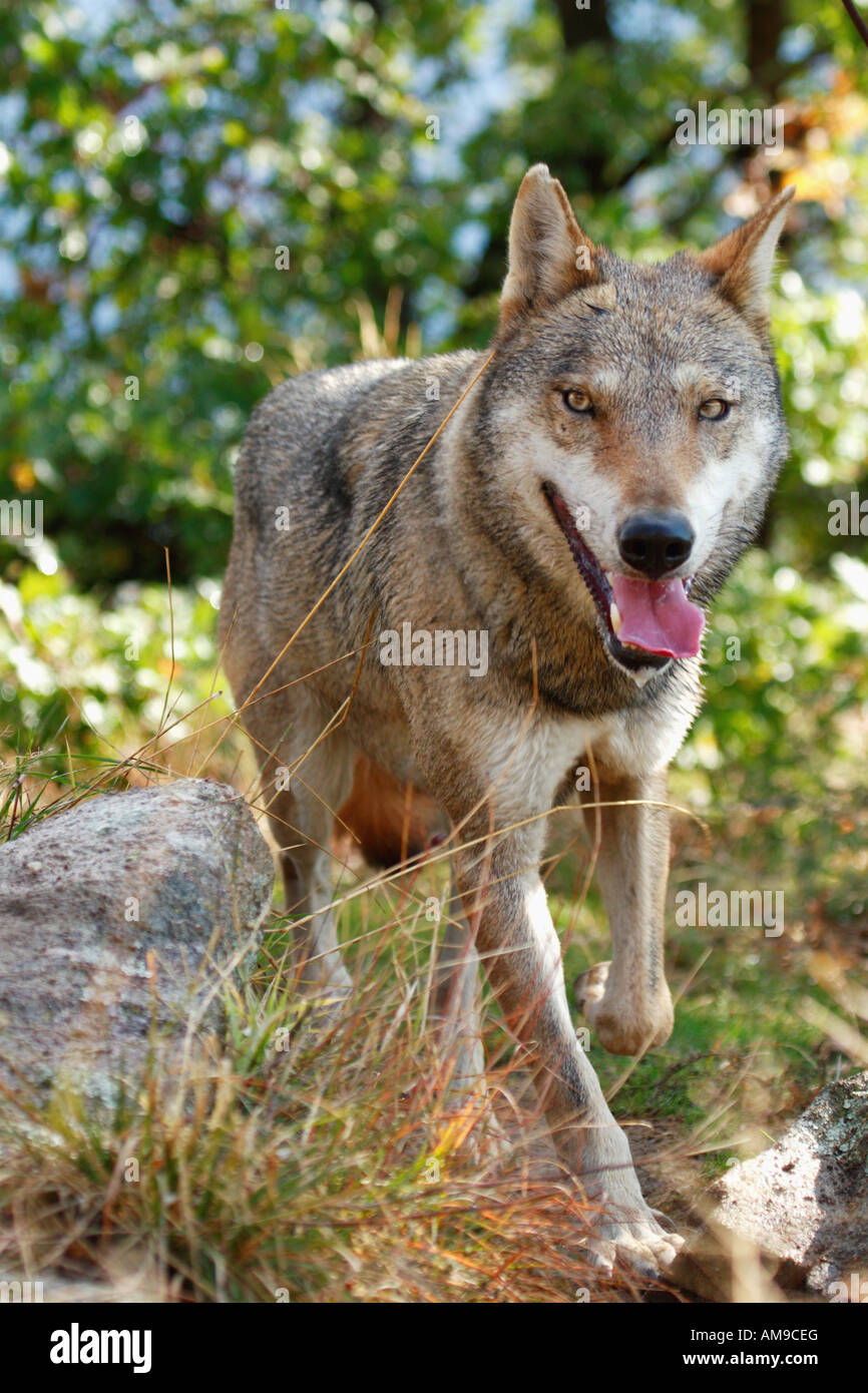 European grey wolf hi-res stock photography and images - Alamy