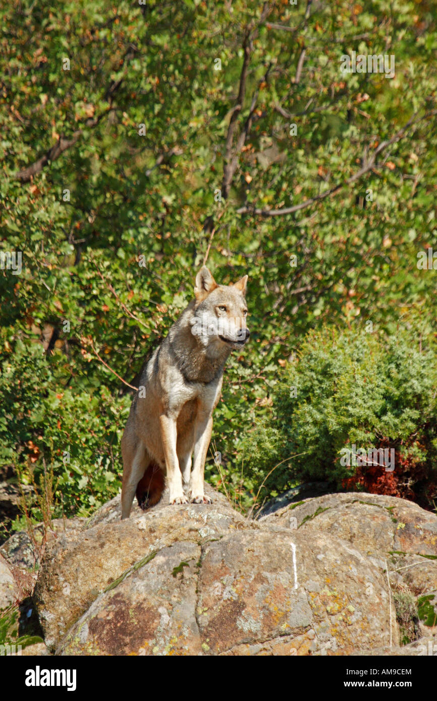 Wolf on rock hi-res stock photography and images - Alamy