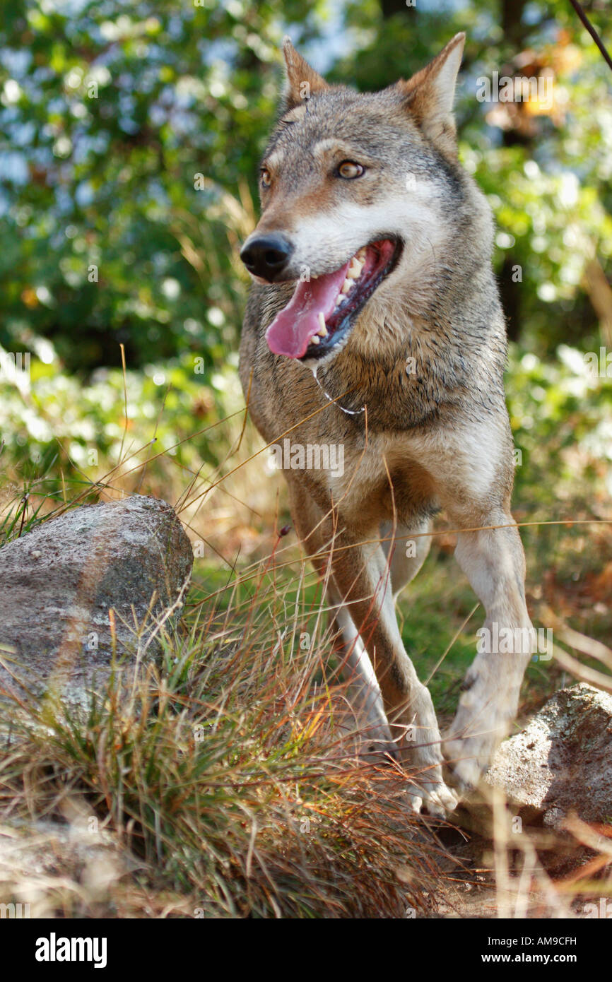 grey wolf running with saliva dripping in Balkan forest Stock Photo - Alamy