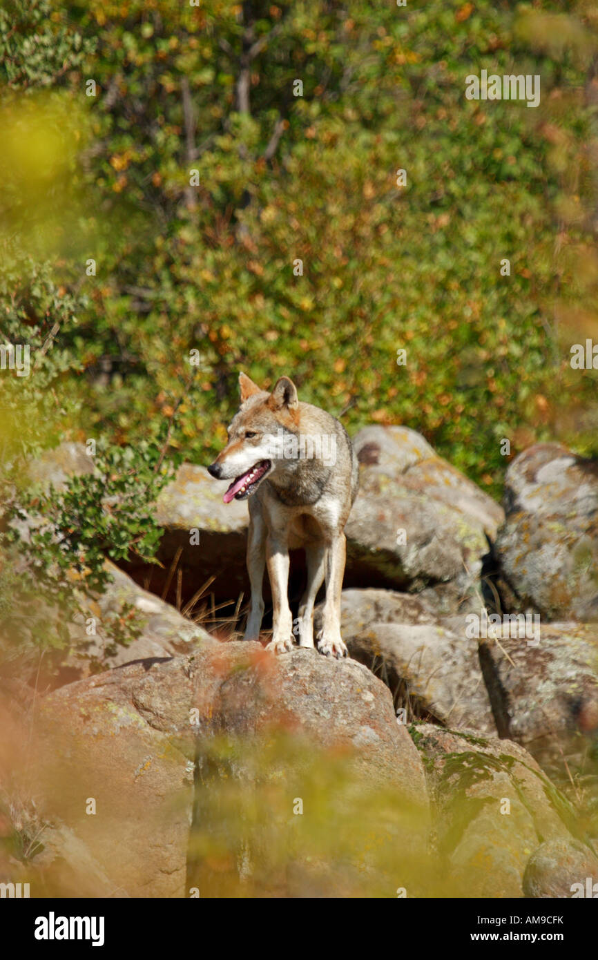 Wolves in a rock hi-res stock photography and images - Alamy