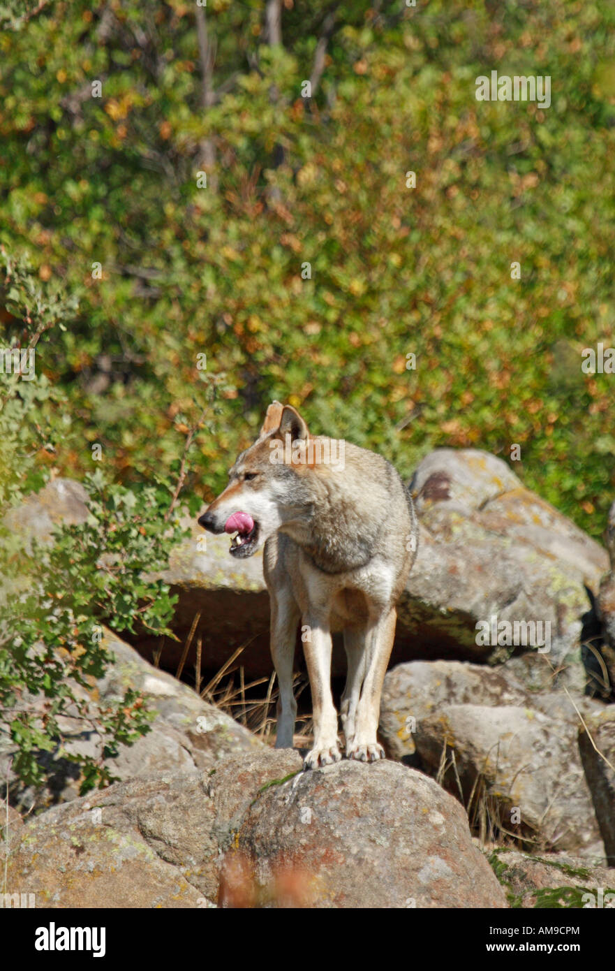 grey wolf licking in Balkan forest Stock Photo - Alamy