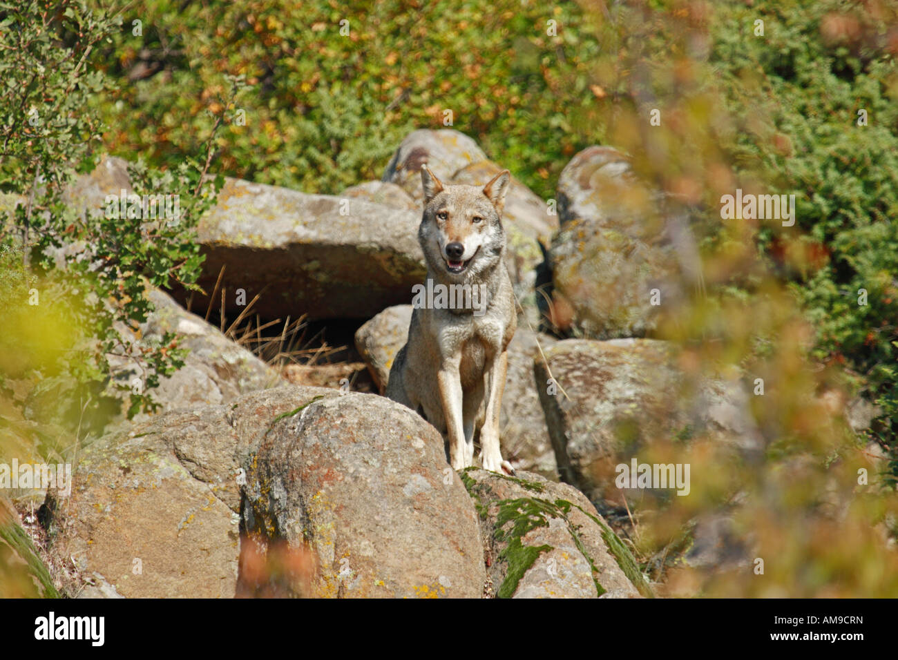 Grey wolf sitting on rock hi-res stock photography and images - Alamy