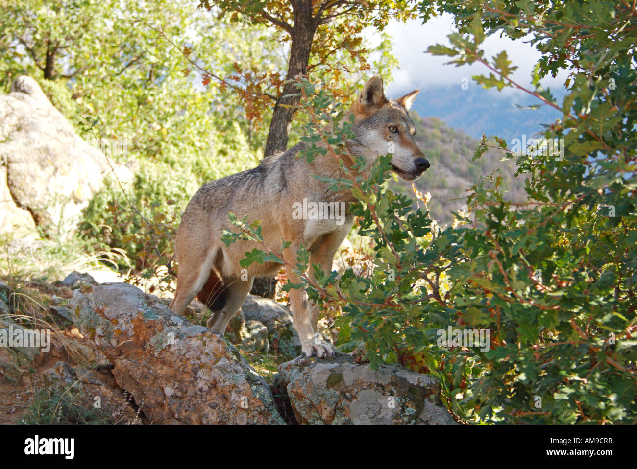 grey wolf sitting in Balkan forest Stock Photo - Alamy