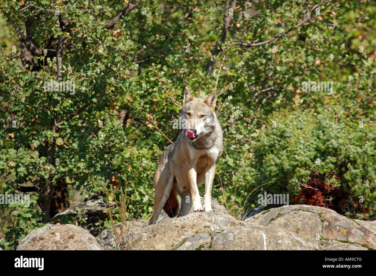 grey wolf in Balkan forest licking Stock Photo - Alamy