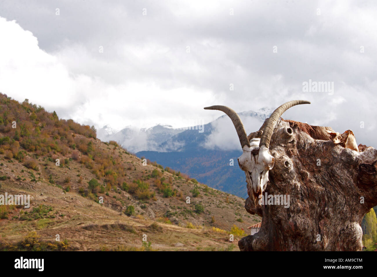 Dead mountain goat hi-res stock photography and images - Alamy