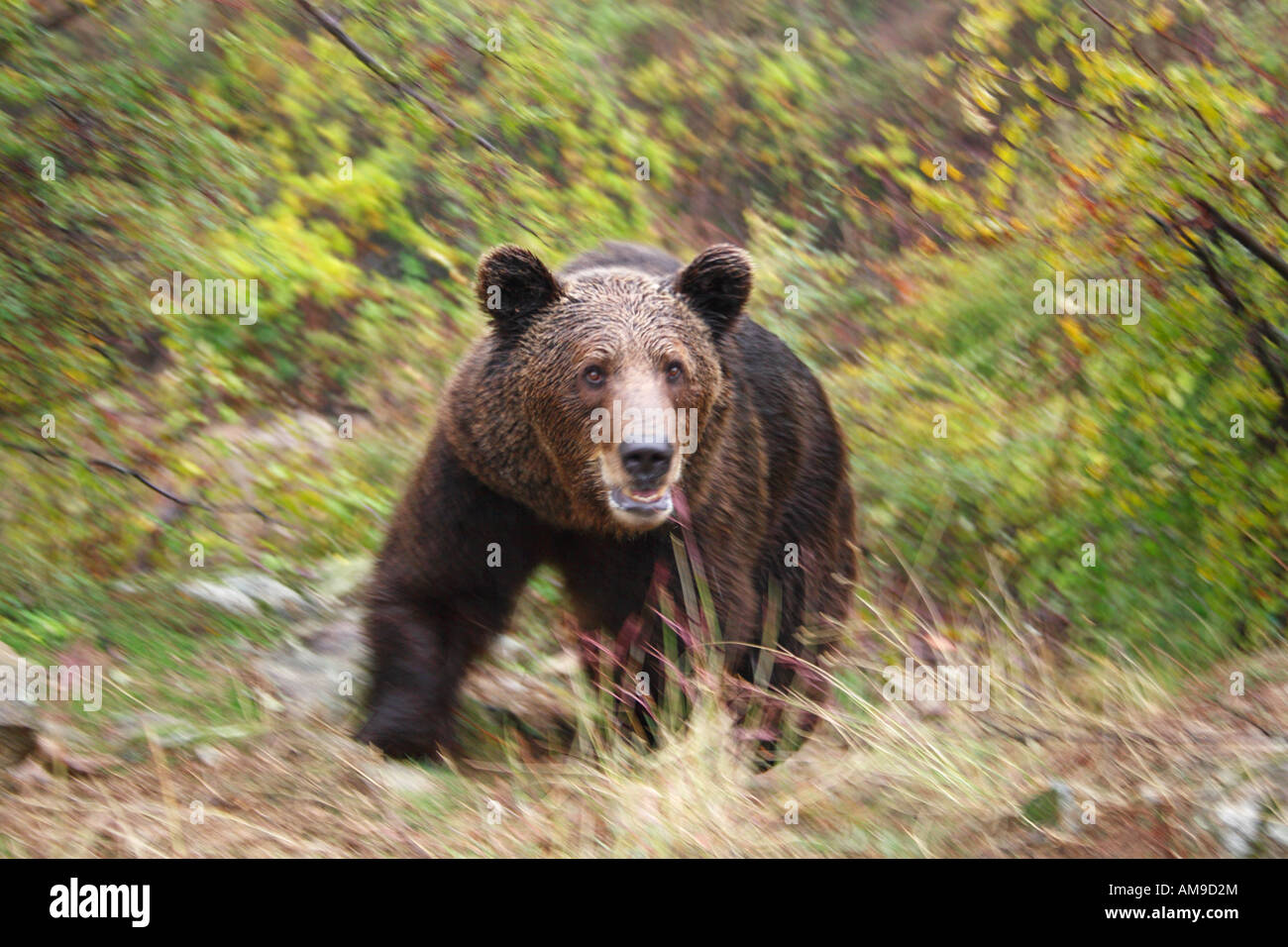 Brown bear in motion approaching uphill Stock Photo - Alamy