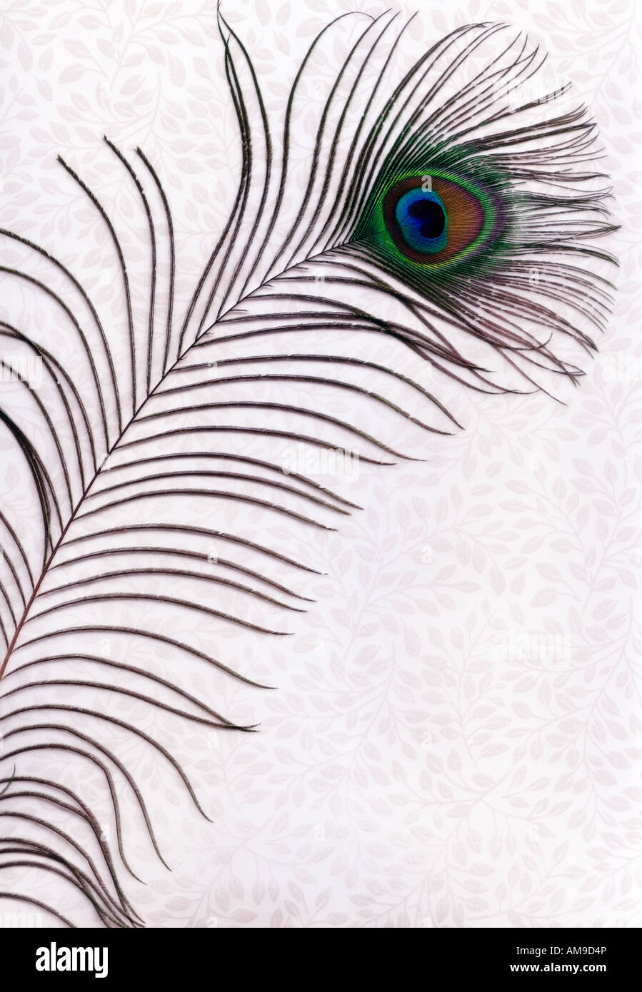 Peacock feather with eye pattern on pattern background Stock Photo - Alamy