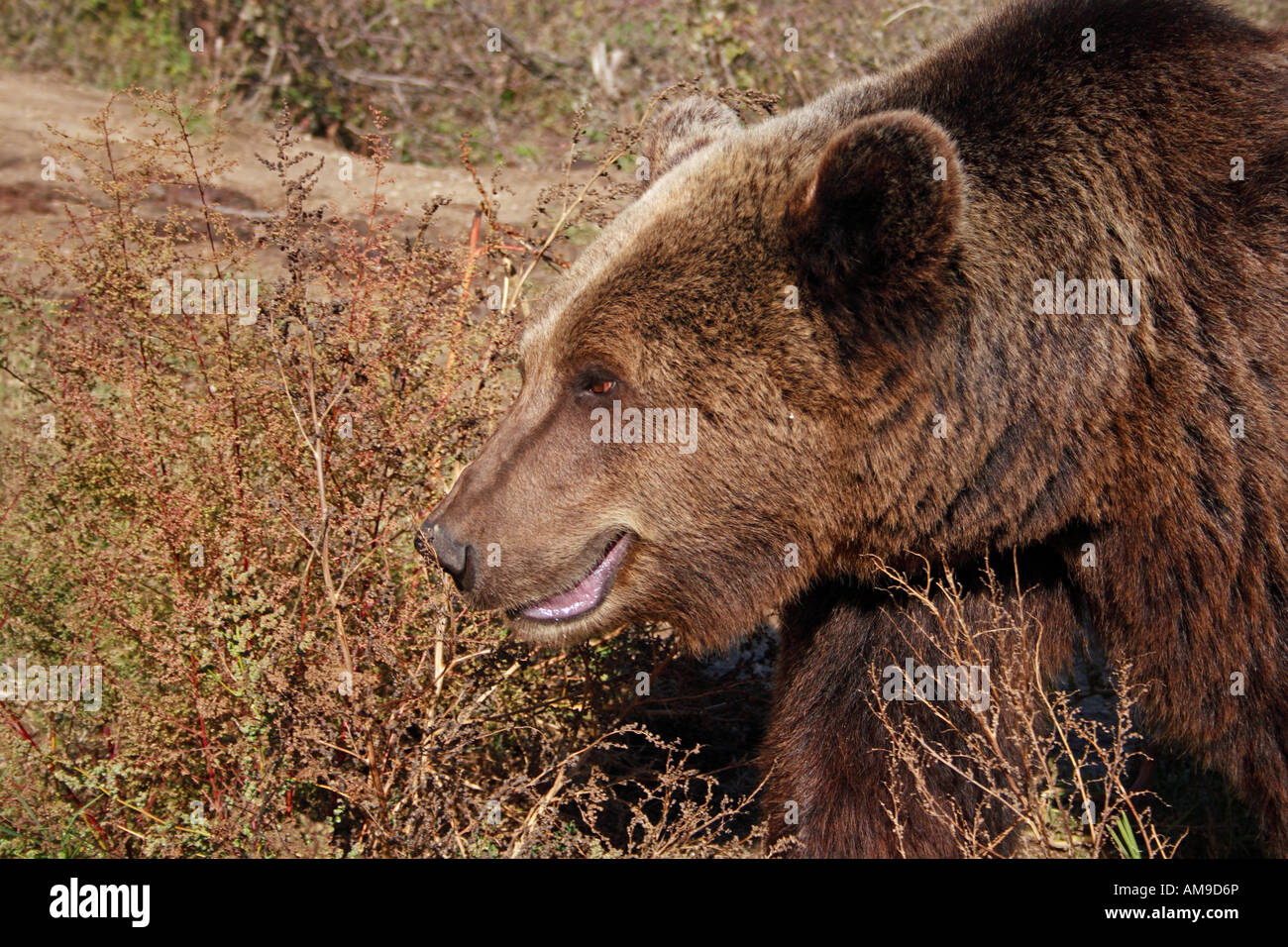 Side view large grizzly bear hi-res stock photography and images - Alamy