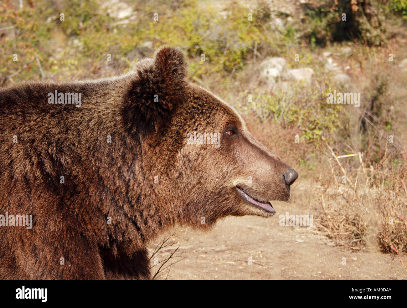 Side view large grizzly bear hi-res stock photography and images - Alamy