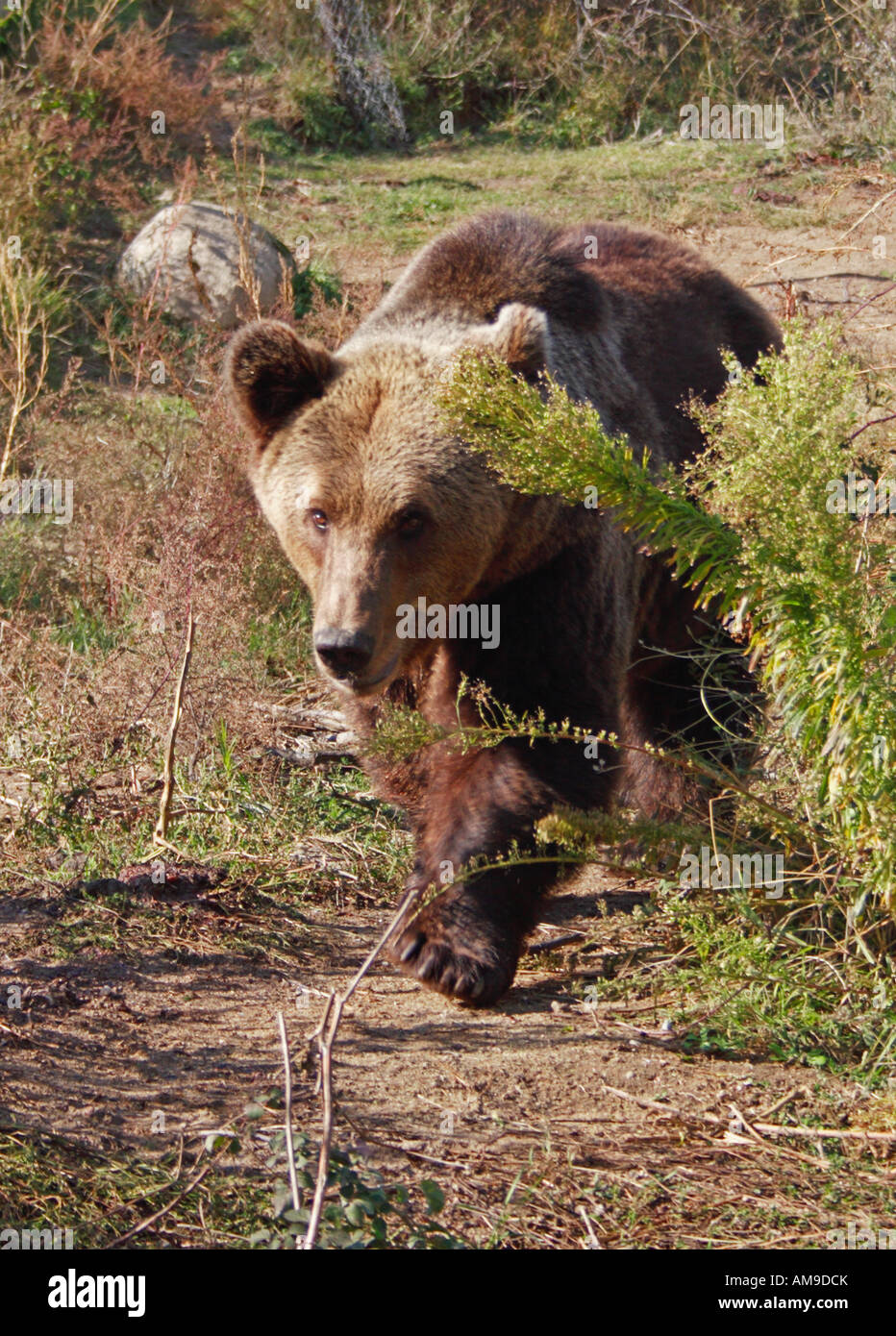 Brown bear approaching Stock Photo - Alamy