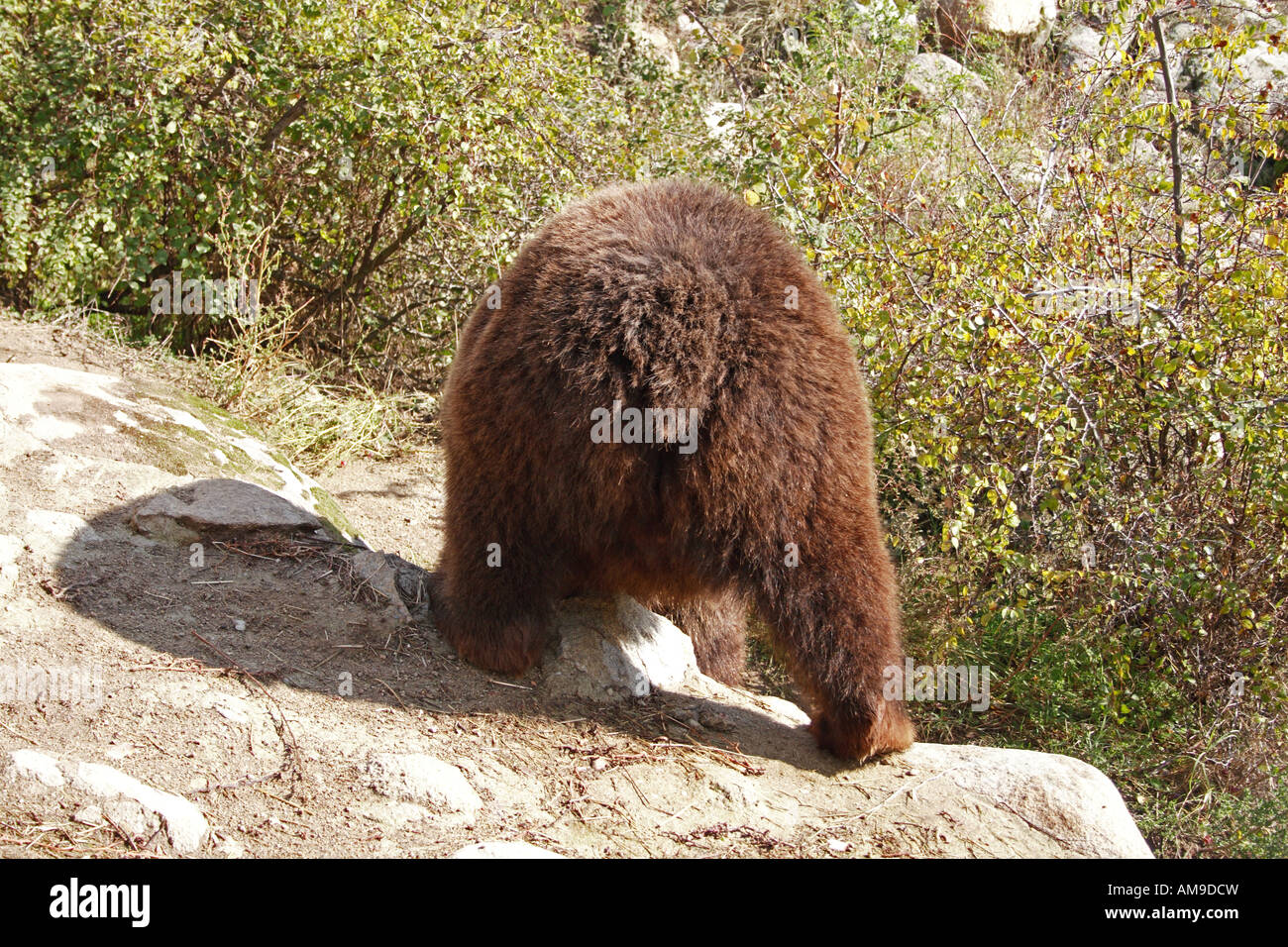 Brown bear from behind Stock Photo - Alamy