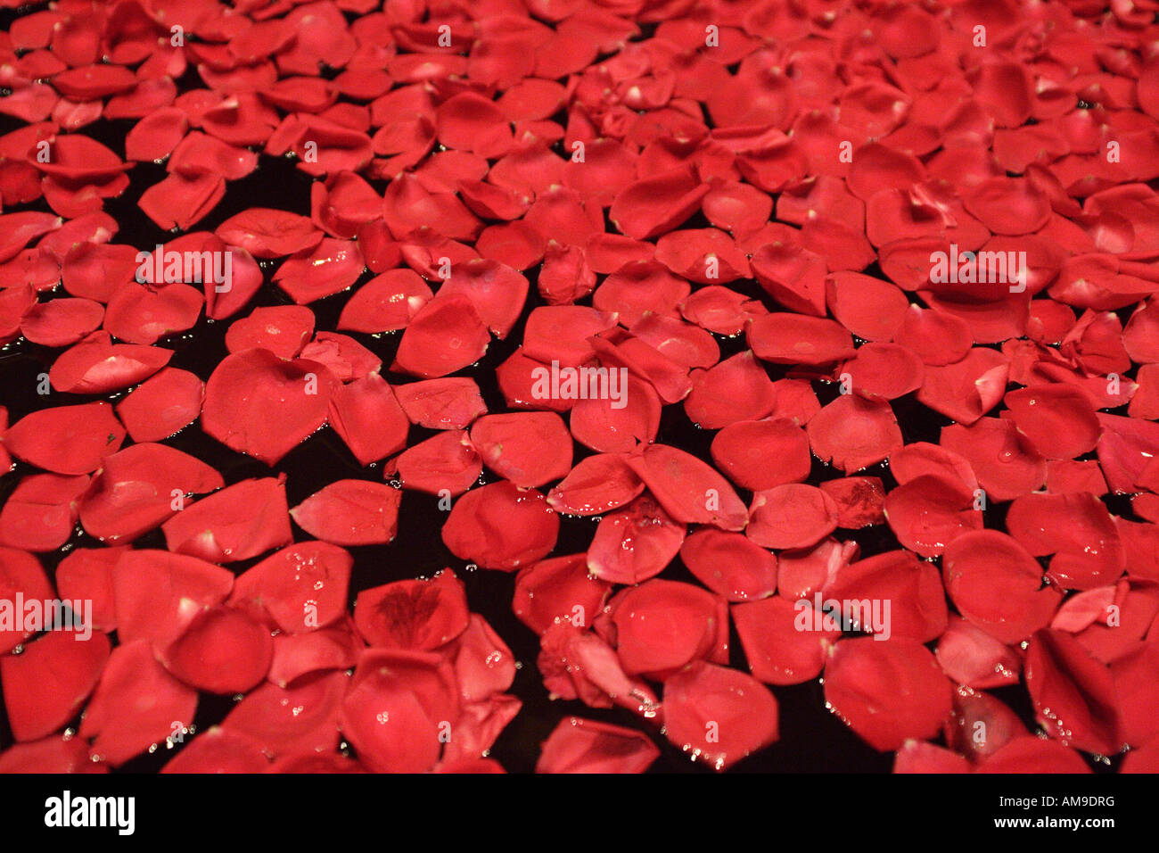 Red rose petals floating on hi-res stock photography and images - Alamy