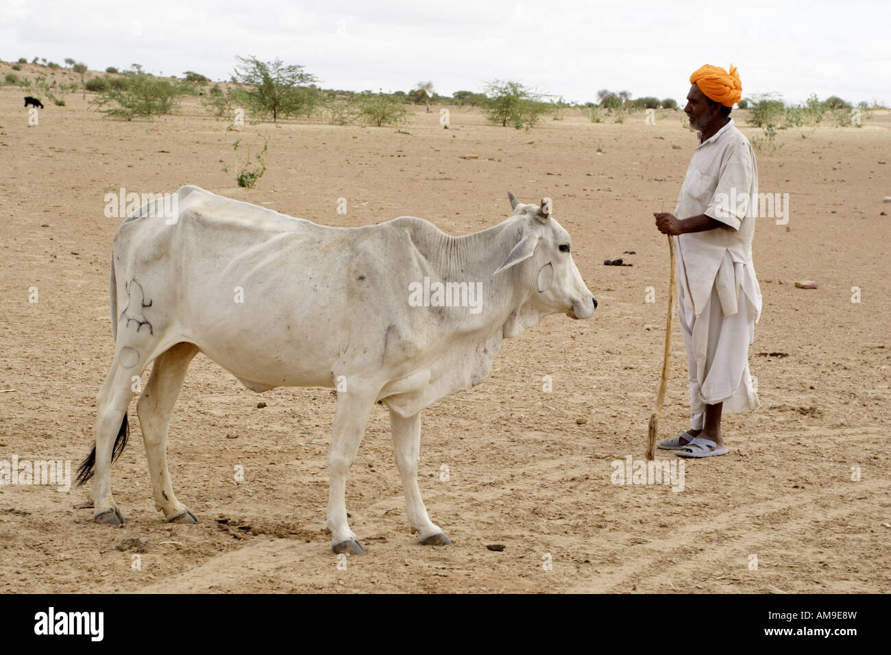 A turban wearing cowherd stands in the Thar Desert in Rajasthan India ...