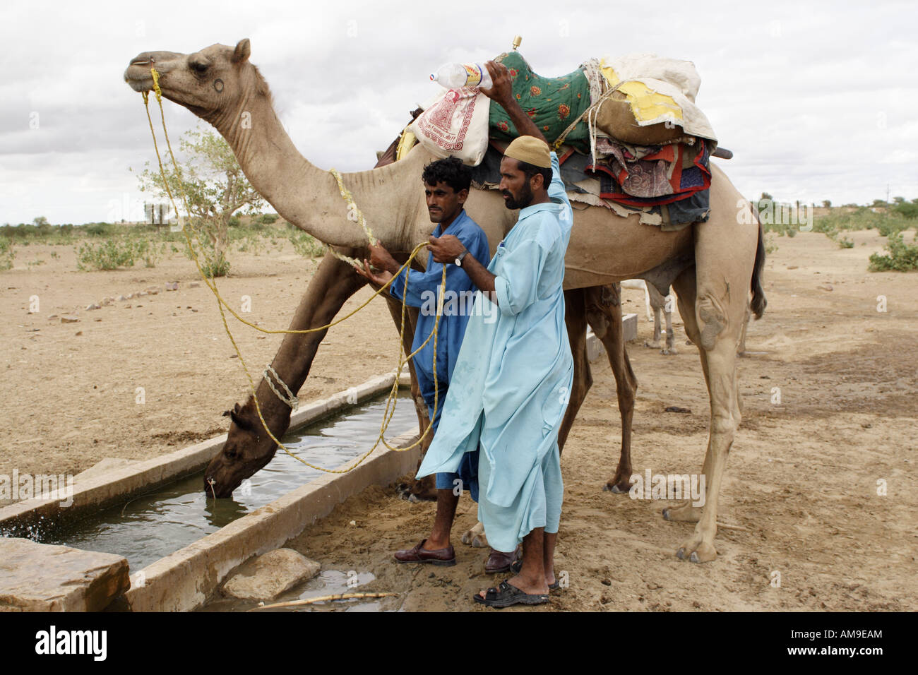 Two experienced camel guides let their camels drink from a trough ahead ...