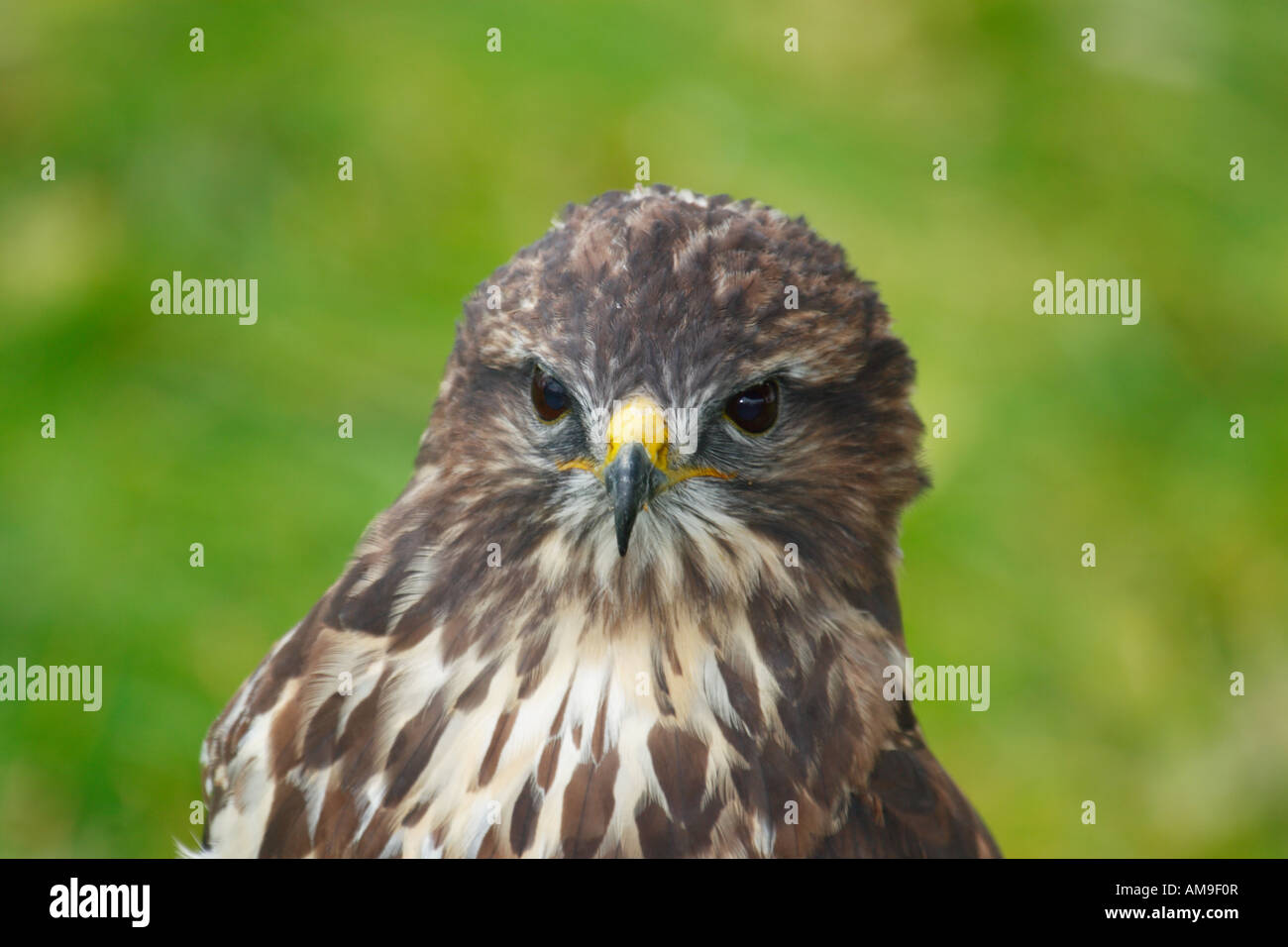 Close up of buzzard hi-res stock photography and images - Alamy