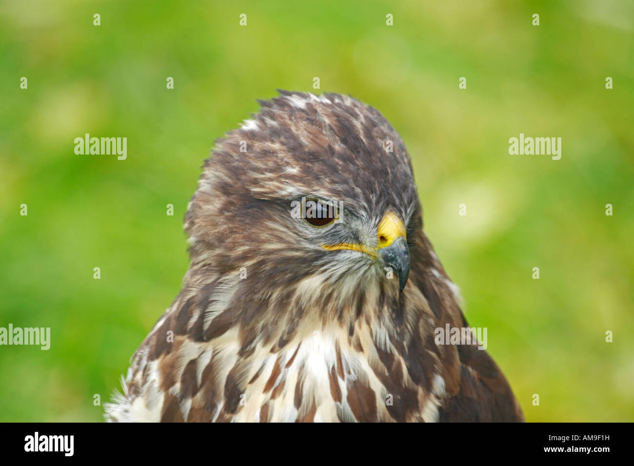 Close-up of common buzzard Stock Photo - Alamy