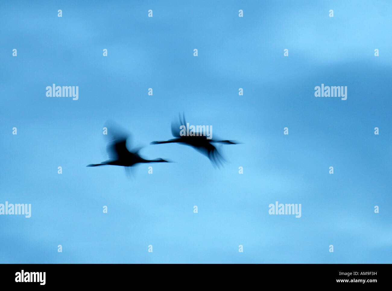 Crane flying sunset hi-res stock photography and images - Alamy