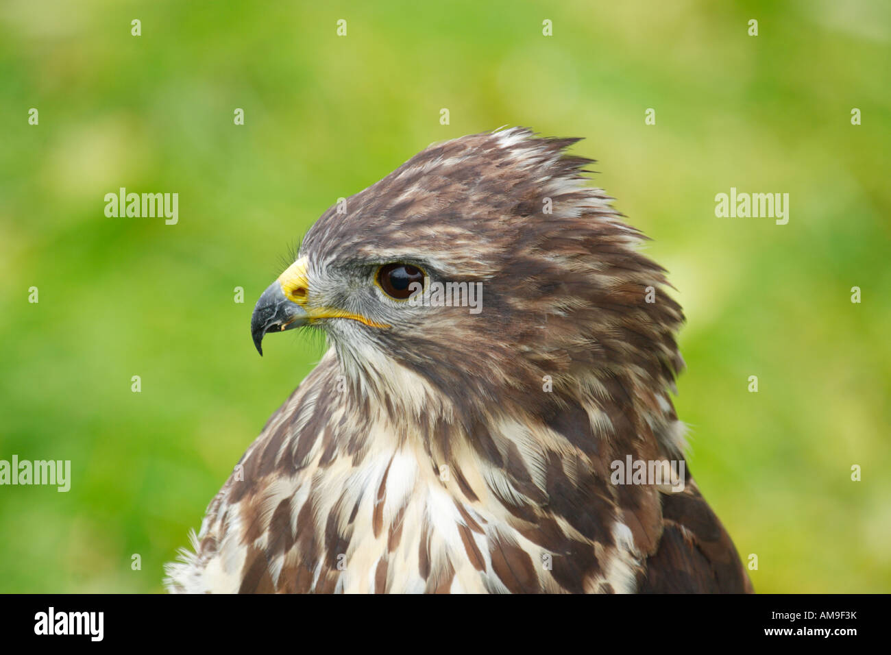Close up of buzzard hi-res stock photography and images - Alamy