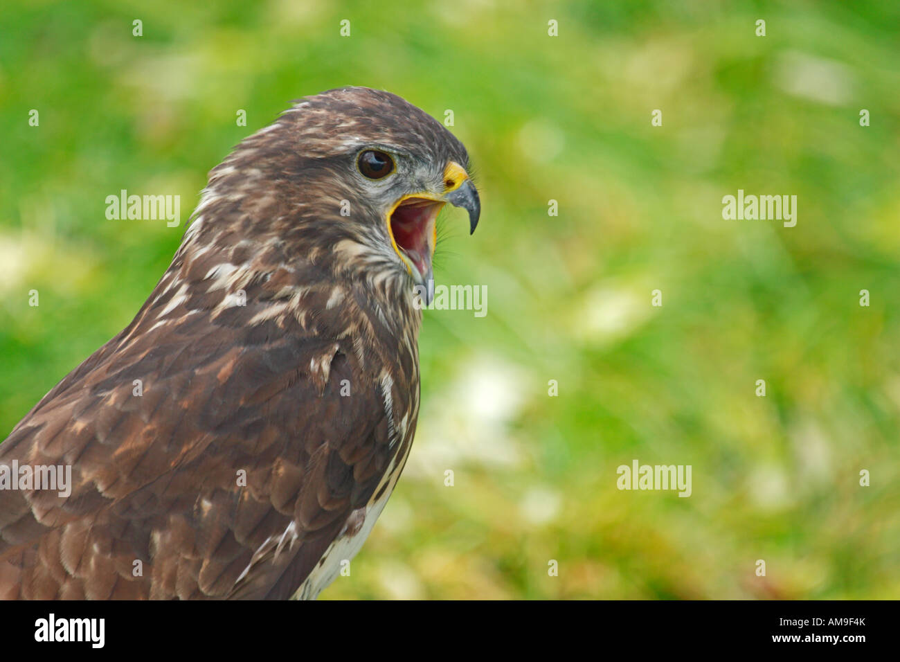 Buzzard call hi-res stock photography and images - Alamy