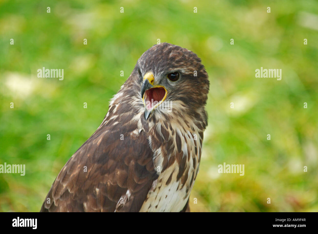 Call up bill hi-res stock photography and images - Alamy