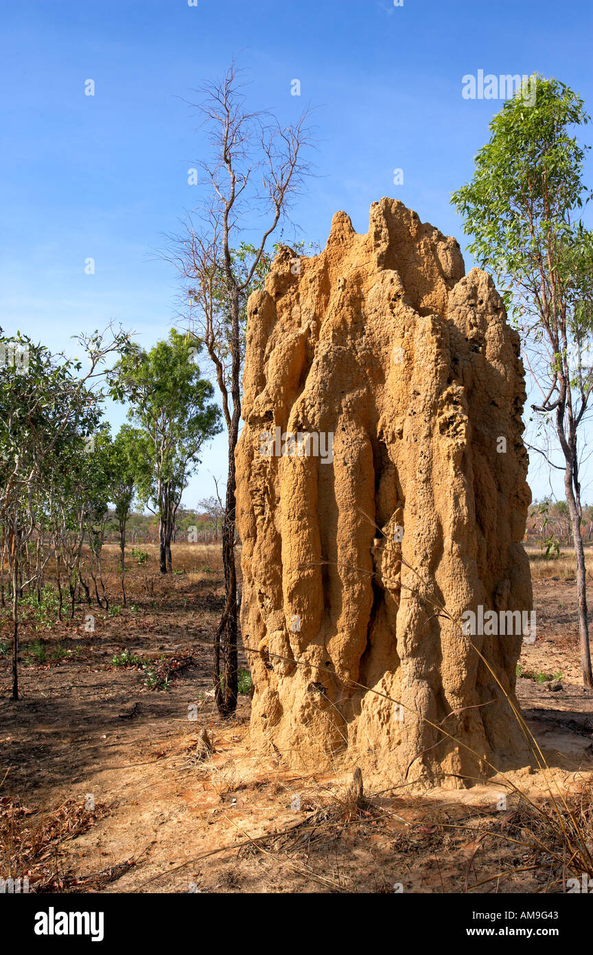 Termite Mounds Australian Outback Stock Photo - Alamy
