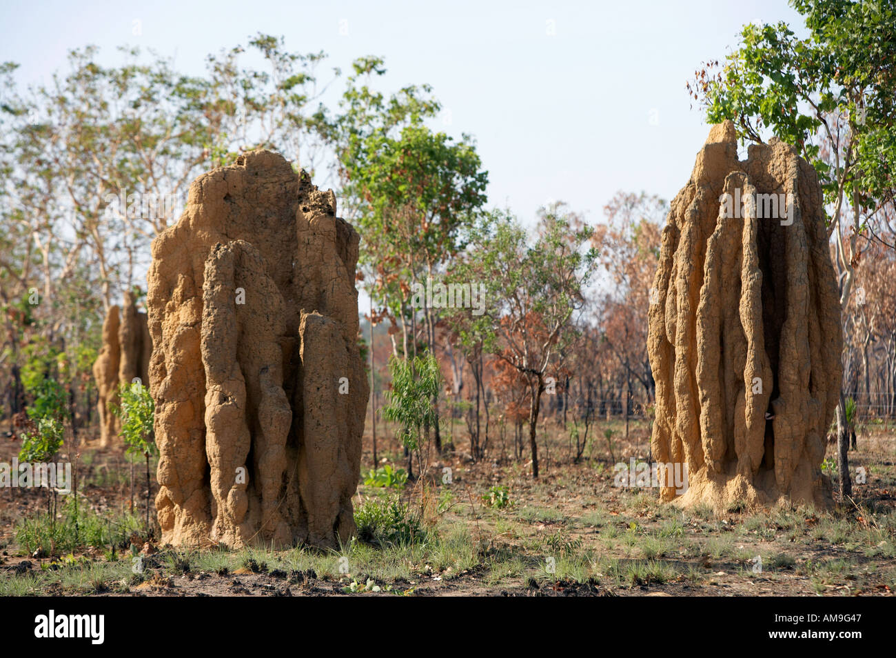 Termite Mounds Australian Outback Stock Photo - Alamy