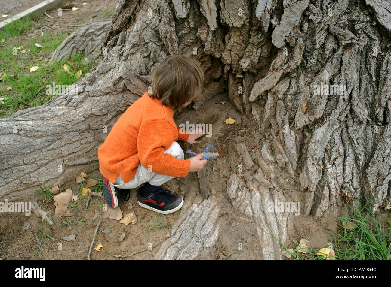 boy looking for bugs at base of tree Stock Photo - Alamy