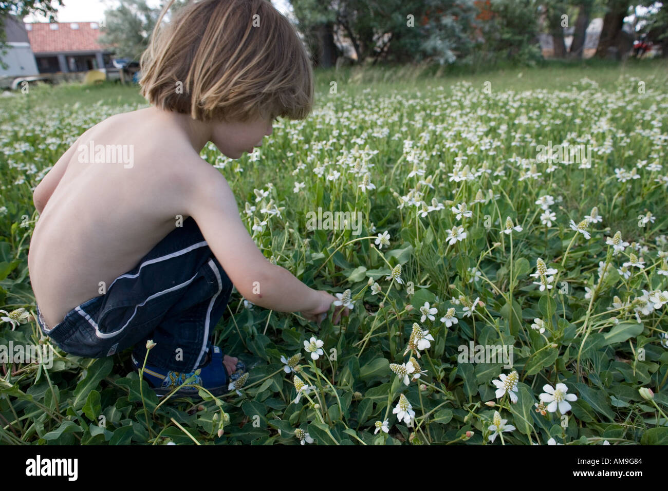 Boy picking flowers hi-res stock photography and images - Alamy