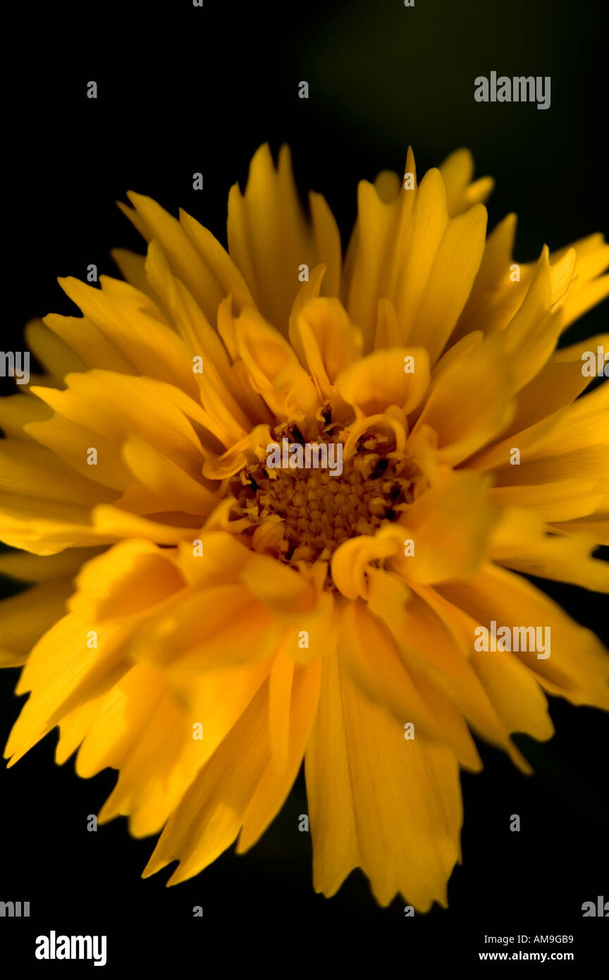 Geum summer sun hi-res stock photography and images - Alamy